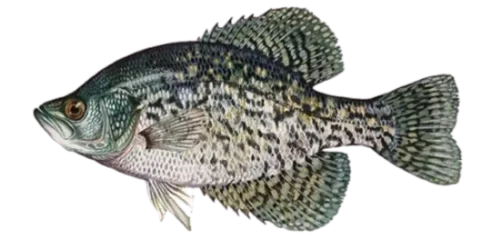 Black Crappie | Danbury Fish Farms