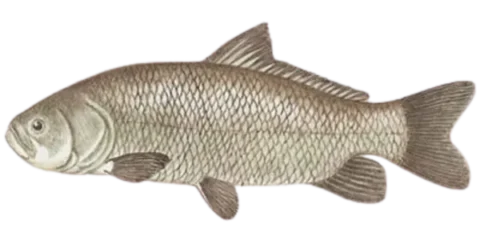 Common Carp | Danbury Fish Farms