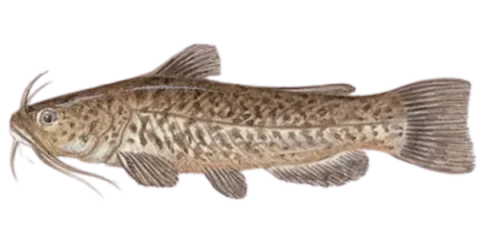 Bullhead Catfish | Danbury Fish Farms