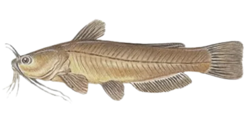 Yellow Bullhead Catfish | Danbury Fish Farms