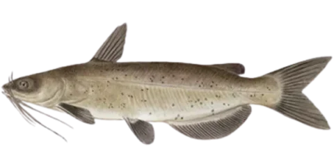 Channel Catfish | Danbury Fish Farms