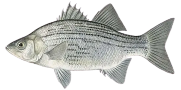 Species Profile: Hybrid Striped Bass | Danbury Fish Farms