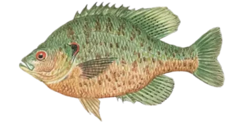 Redear Sunfish | Danbury Fish Farms