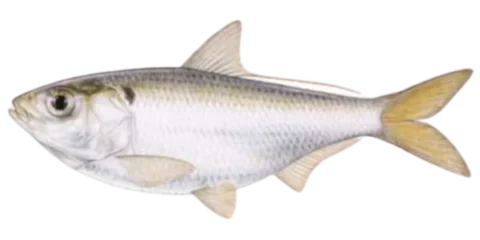 Threadfin Shad | Danbury Fish Farms