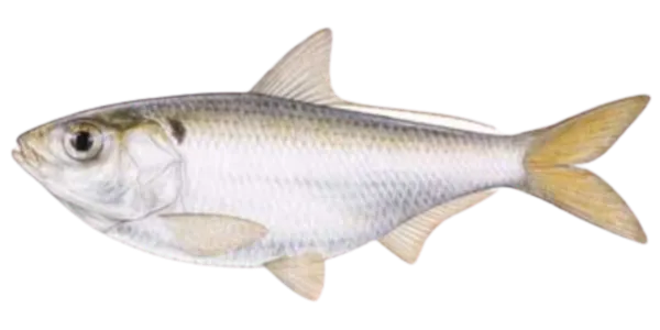 Threadfin Shad | Danbury Fish Farms