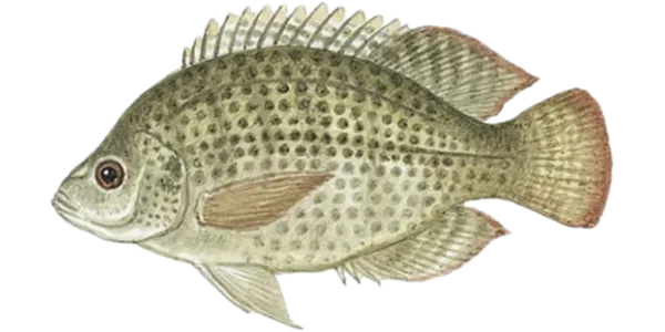 Tilapia | Danbury Fish Farms