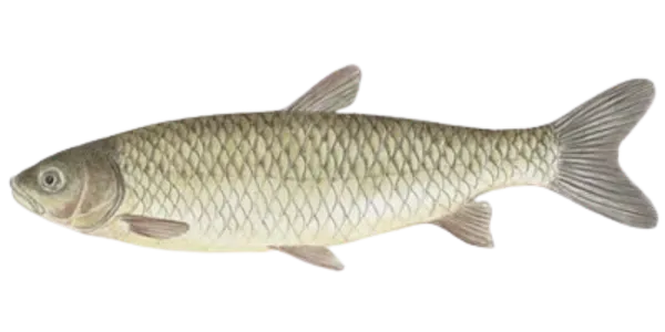 Triploid Grass Carp For Sale | Danbury Fish Farms