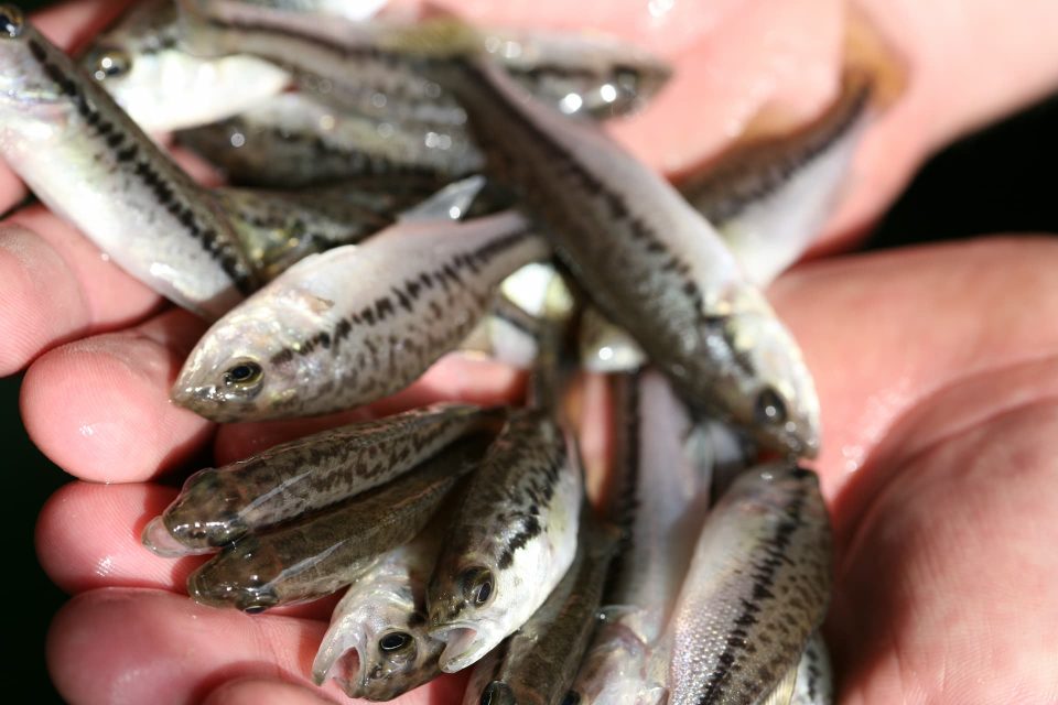 Live Largemouth Bass For Sale | Danbury Fish Farms